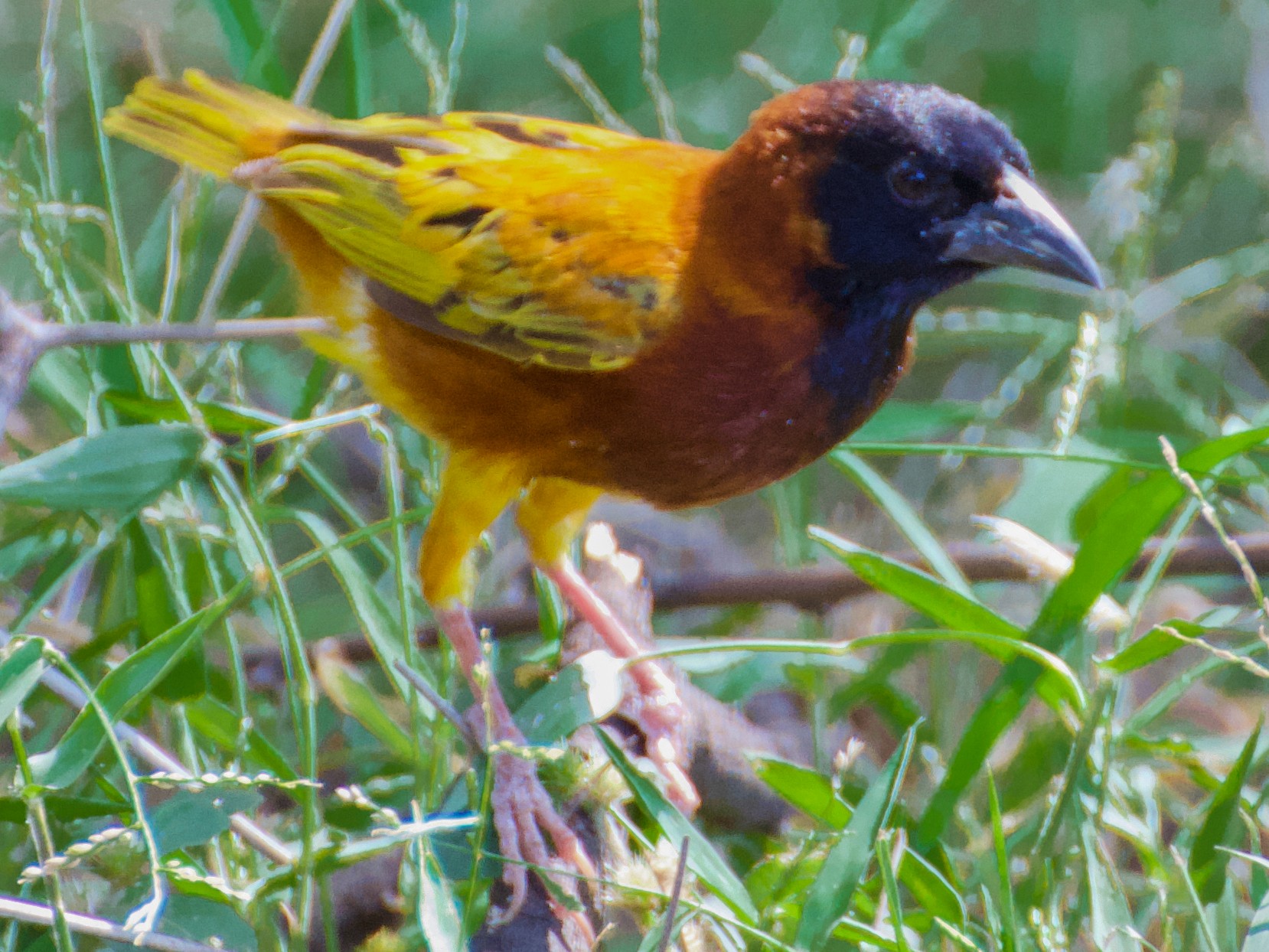 Cinnamon Weaver - eBird