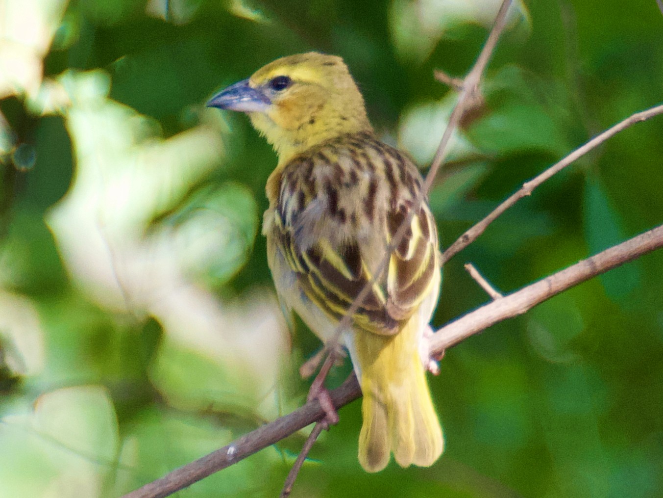 Cinnamon Weaver - eBird