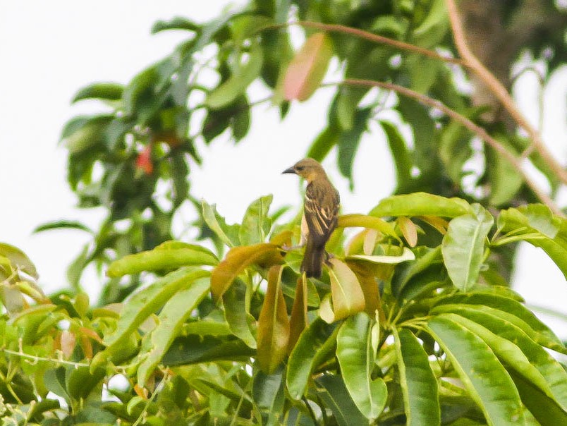 Giant Weaver - eBird