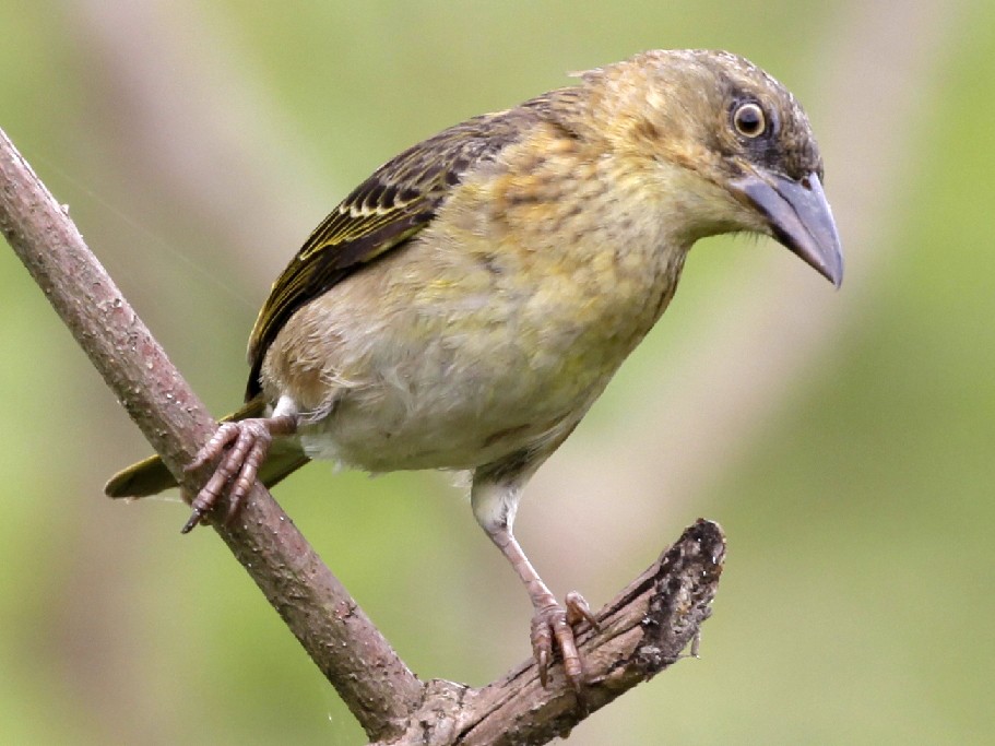 Giant Weaver - eBird