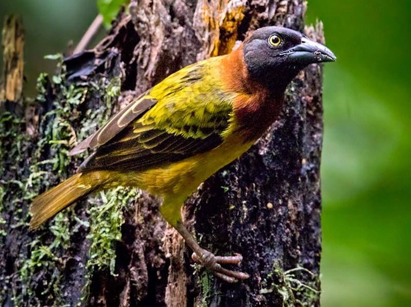 Giant Weaver - eBird