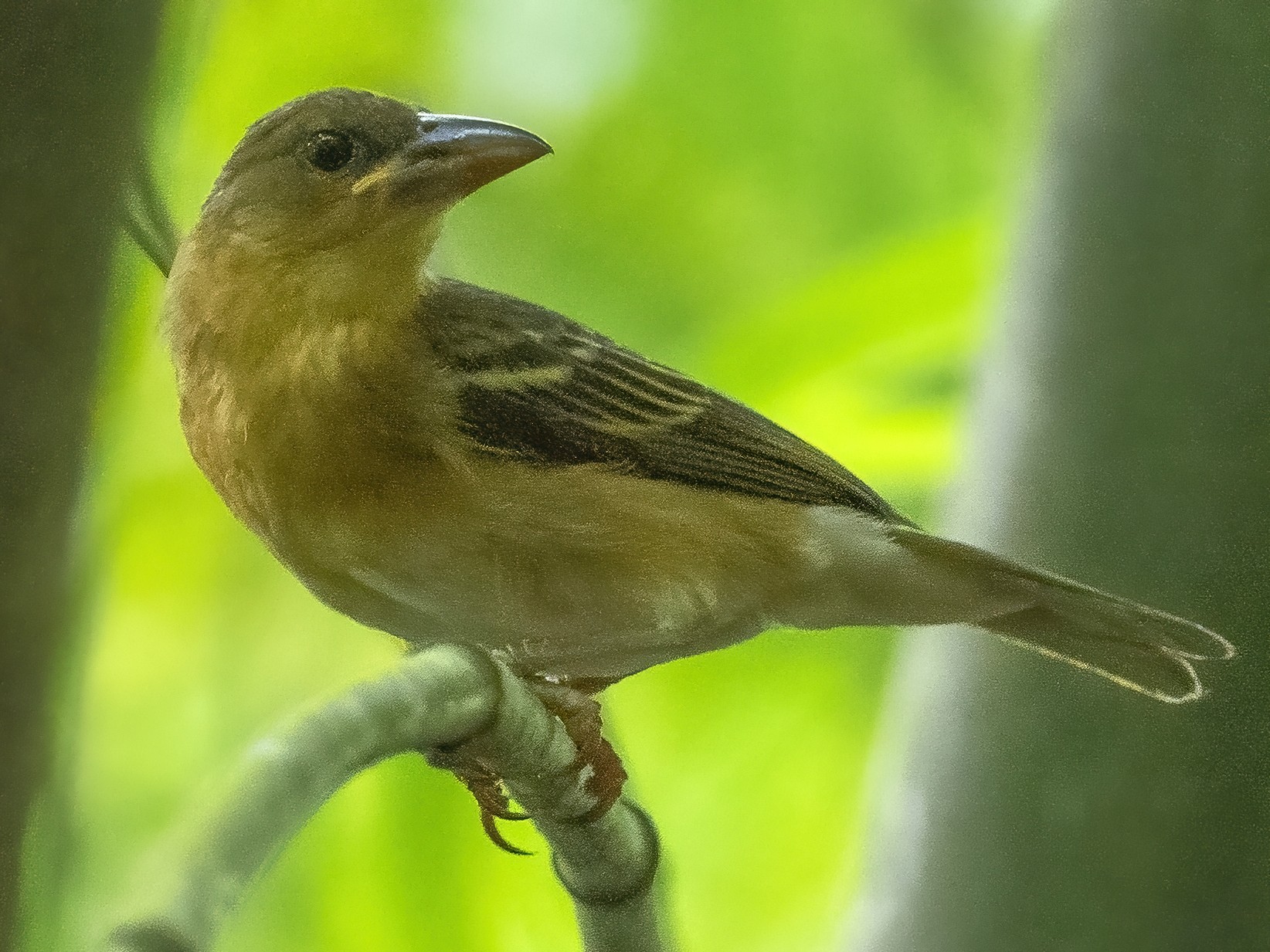 Giant Weaver - eBird