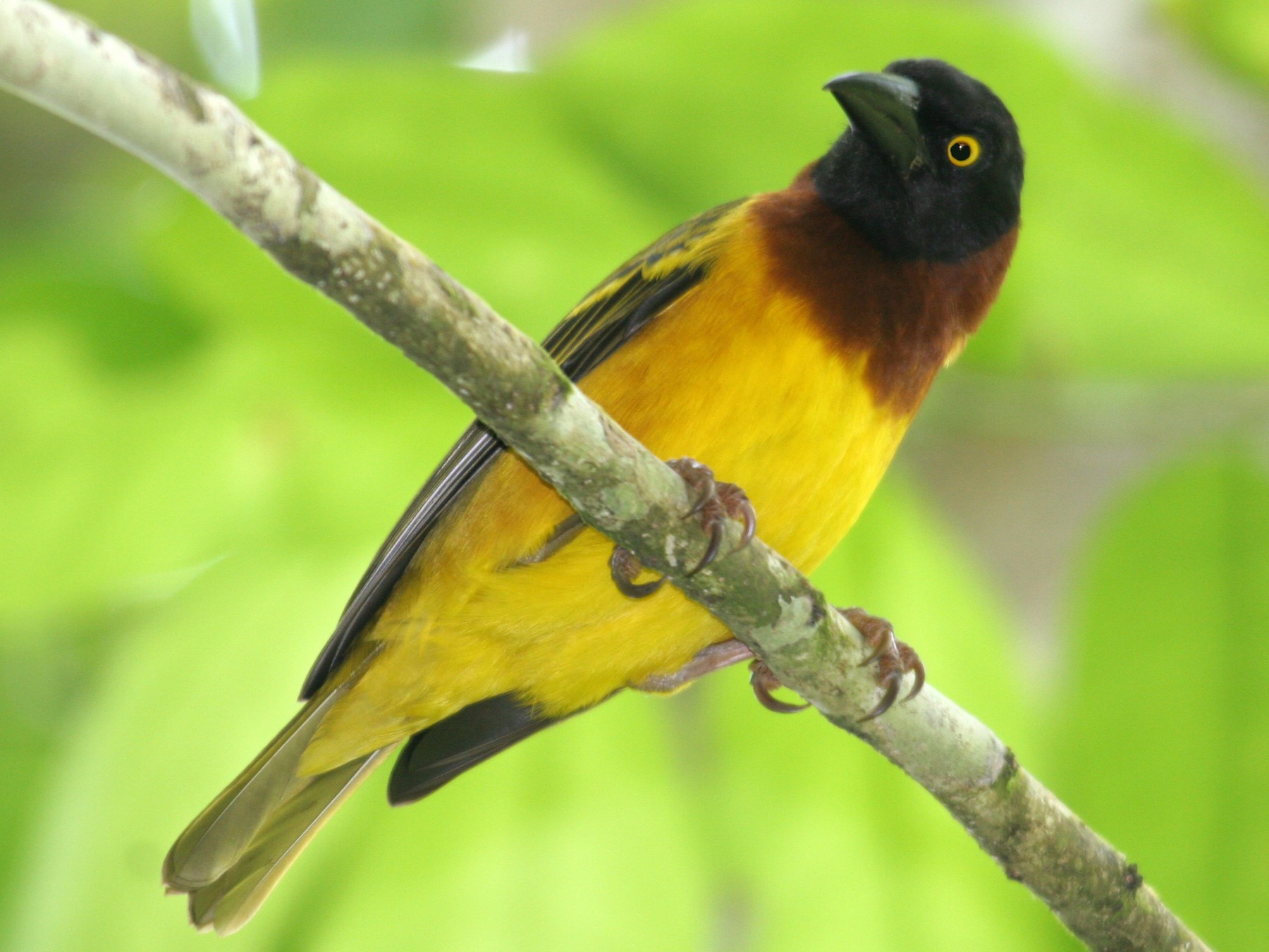 Giant Weaver - eBird