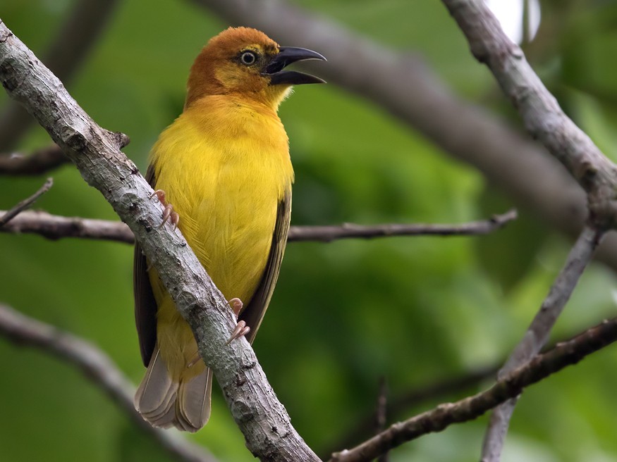 Principe Golden-Weaver - eBird