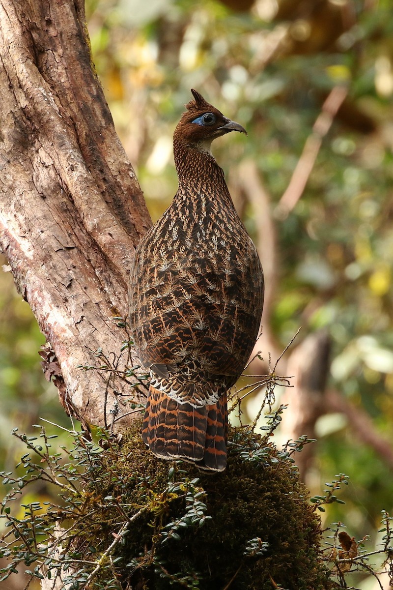 eBird Checklist - 6 Nov 2017 - Kanchenjunga National Park - 16 species