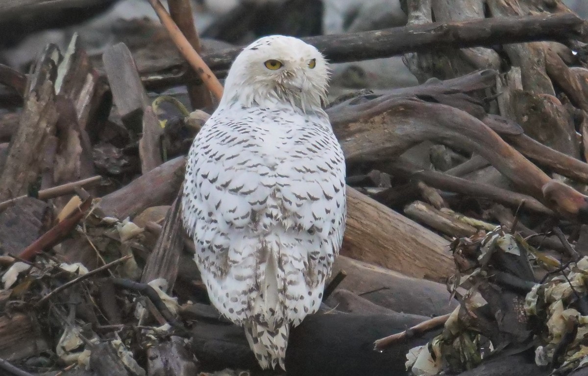 eBird Checklist - 6 Dec 2021 - Sandy Point - 1 species