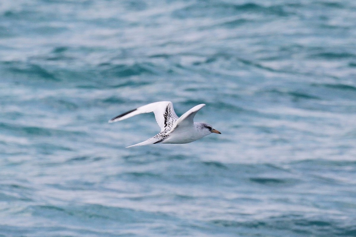 eBird Checklist - 25 May 2021 - Boynton Inlet/Ocean Inlet Park - 1 species