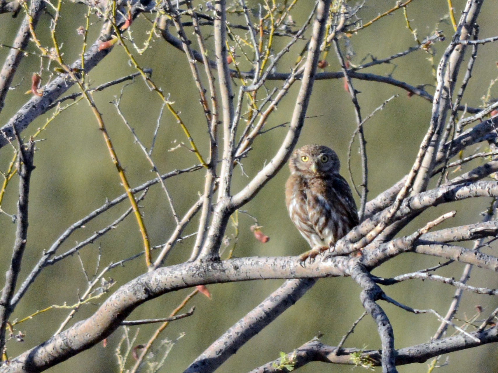 Ferruginous Pygmy-Owl - eBird