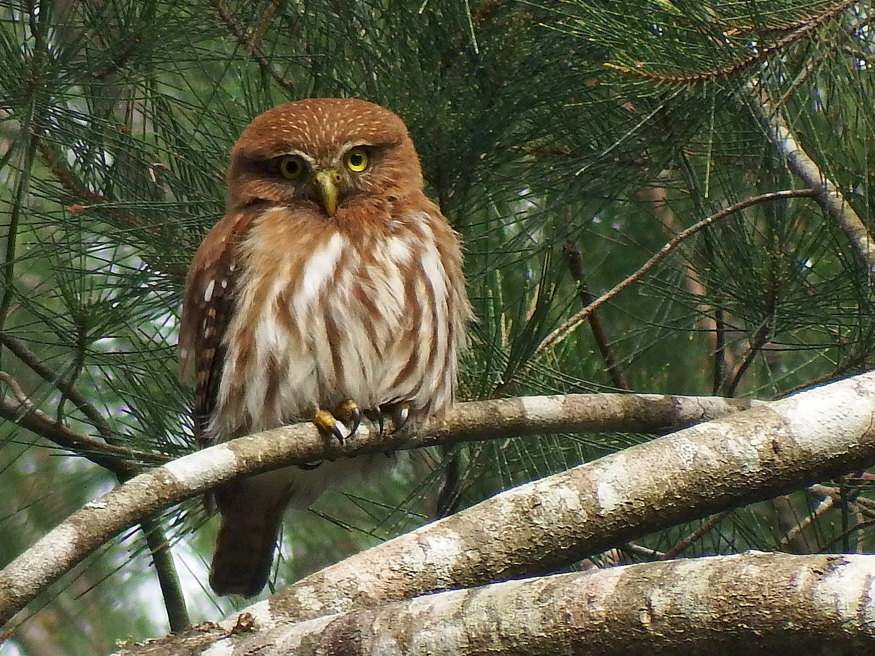 Ferruginous Pygmy-Owl - eBird