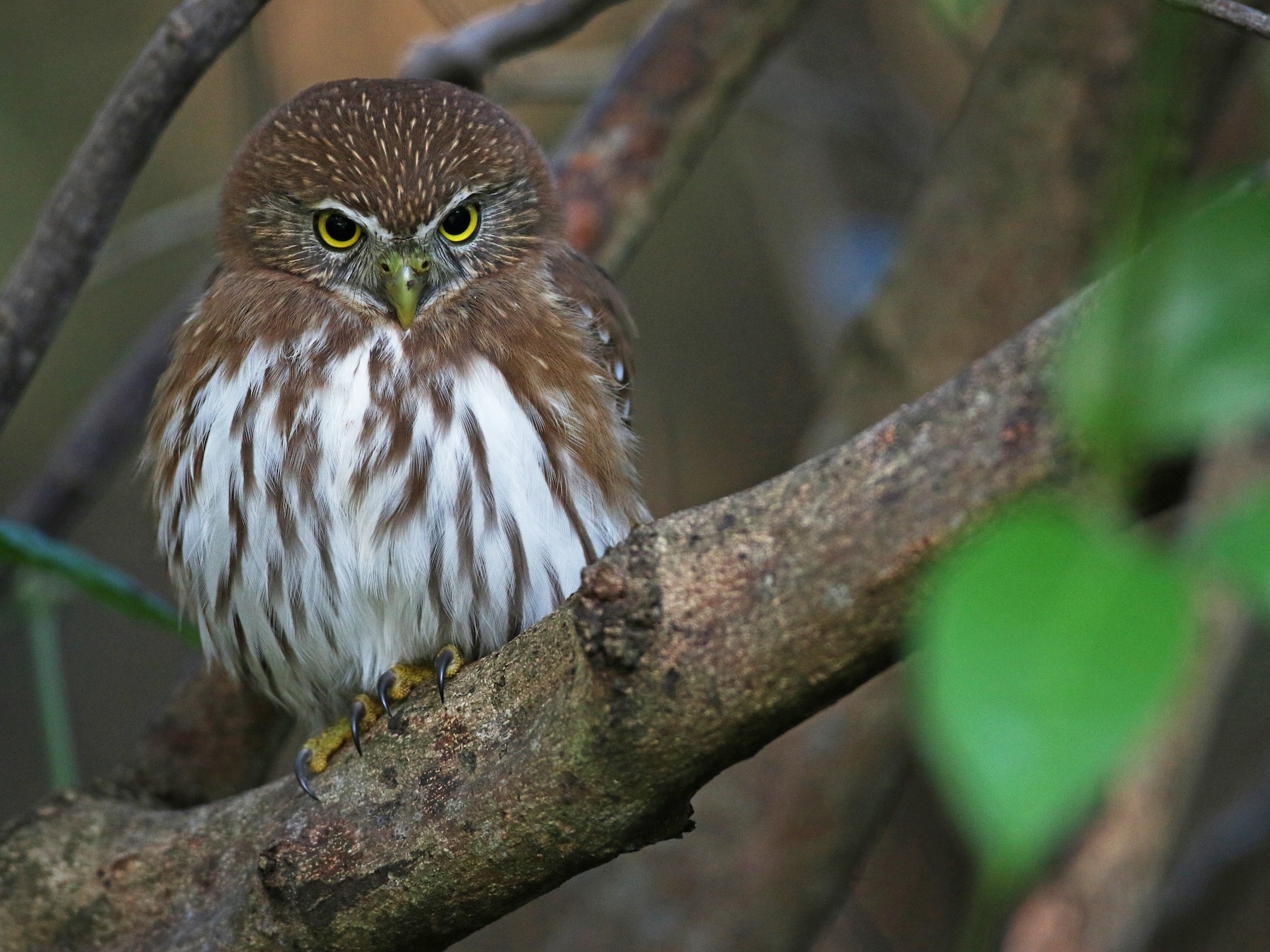 Ferruginous Pygmy-Owl - eBird