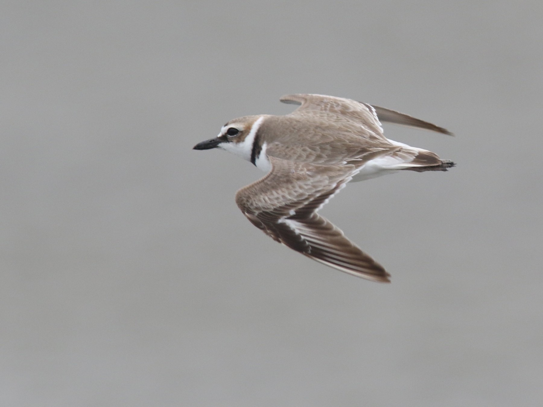 Wilson's Plover - eBird