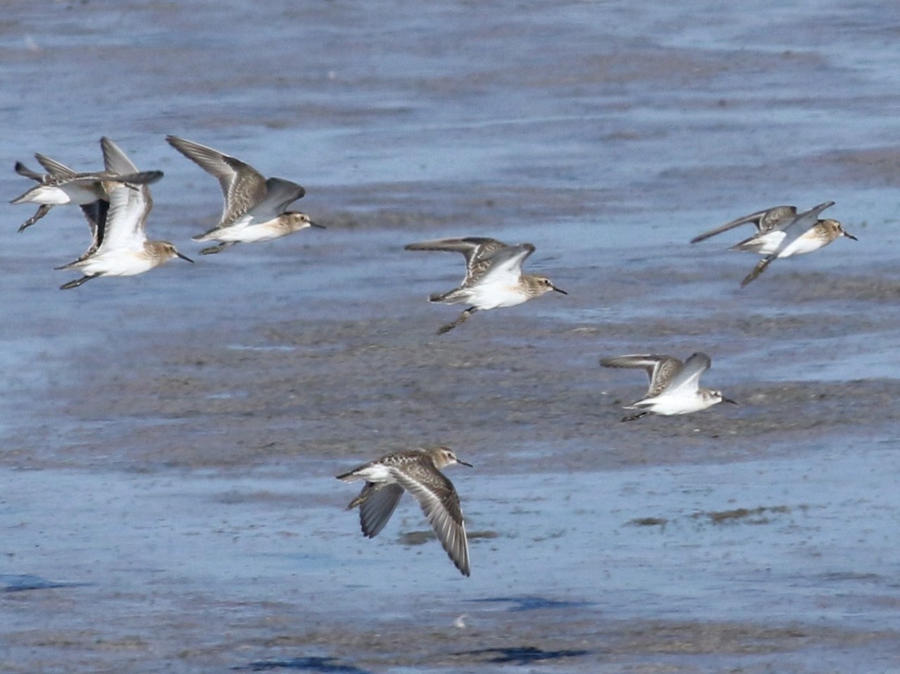 Baird's Sandpiper - eBird