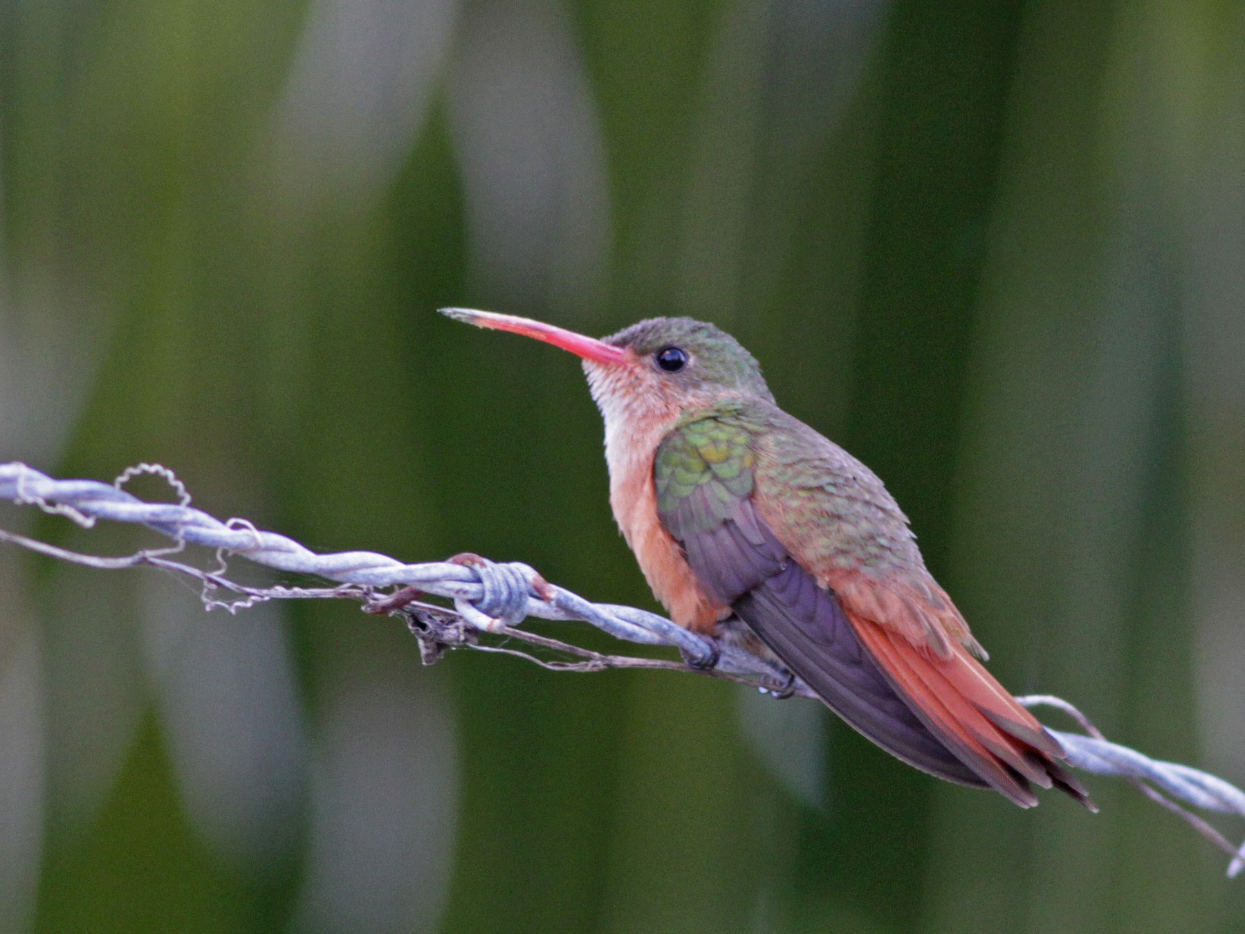 Cinnamon Hummingbird - eBird