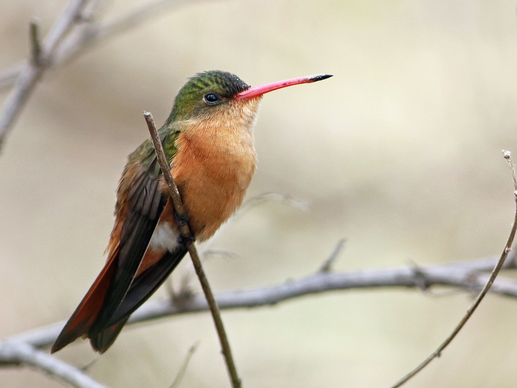 Cinnamon Hummingbird - eBird