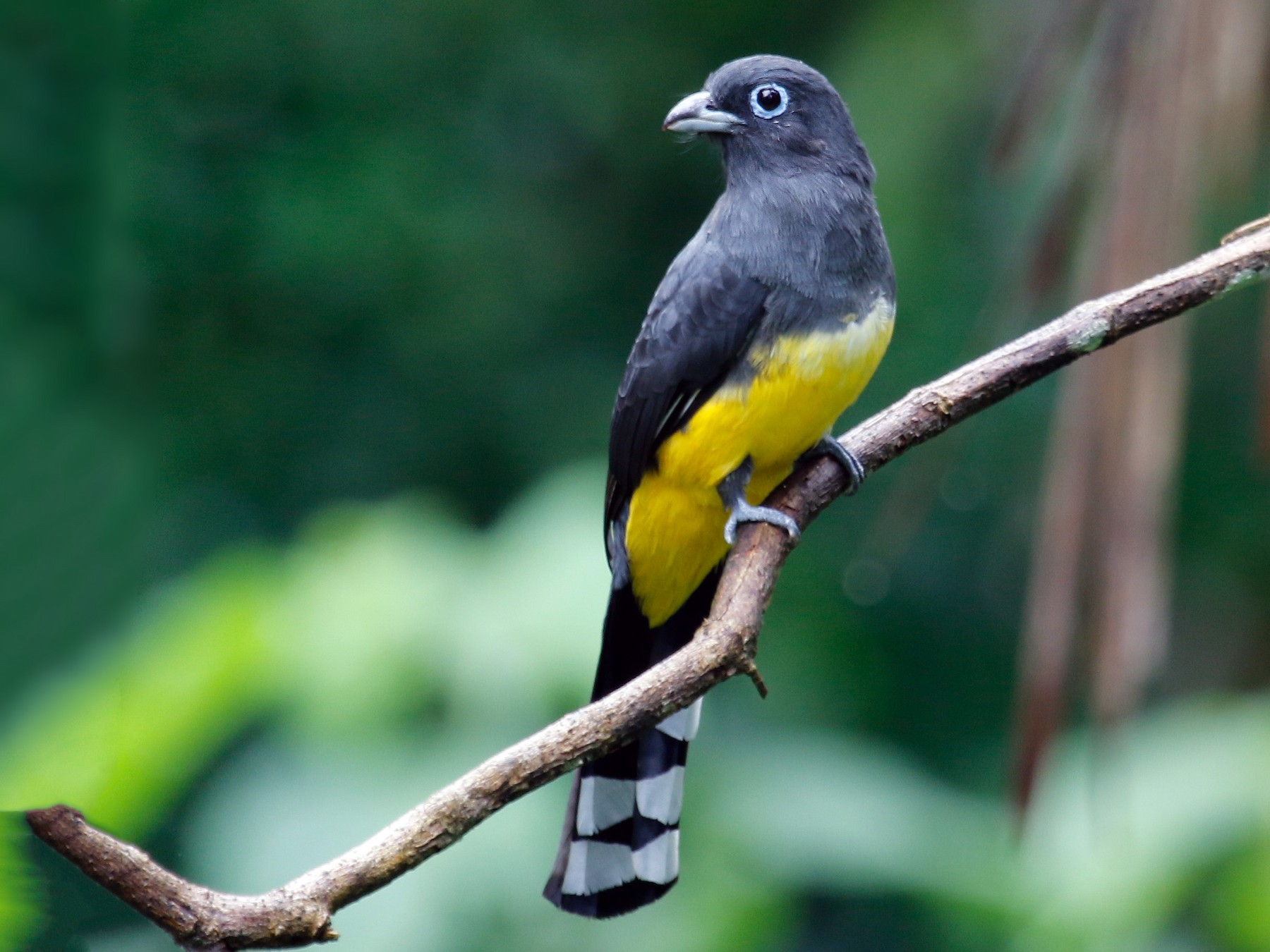 Black-headed Trogon - eBird