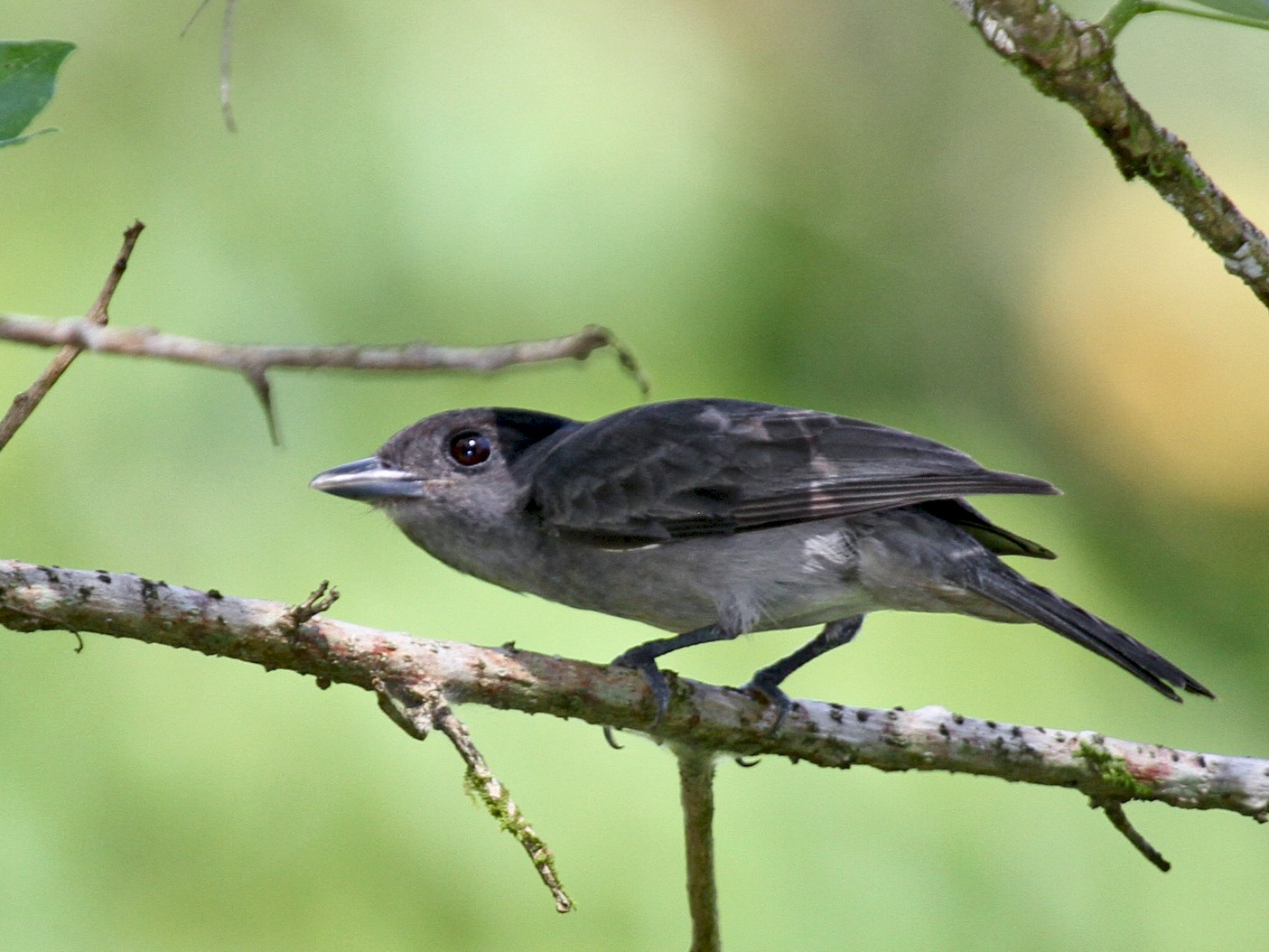 Rose-throated Becard - eBird