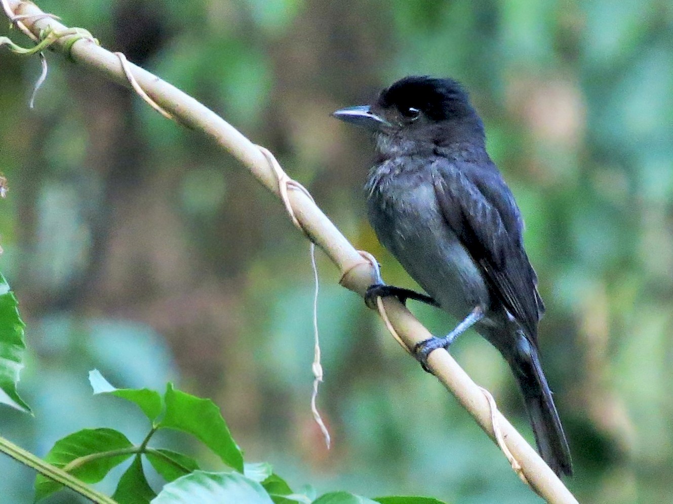 Rose-throated Becard - eBird