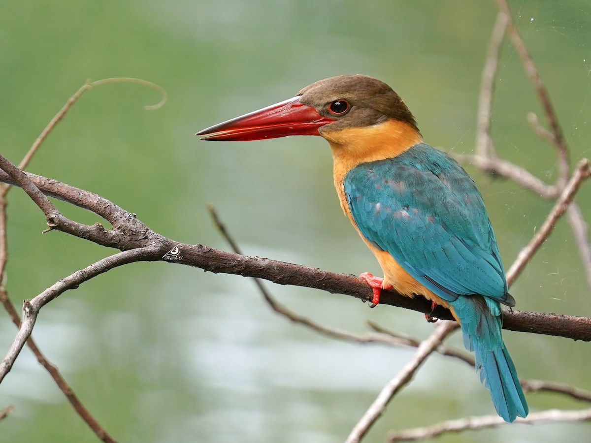 Stork-billed Kingfisher - Pelargopsis capensis - Birds of the World