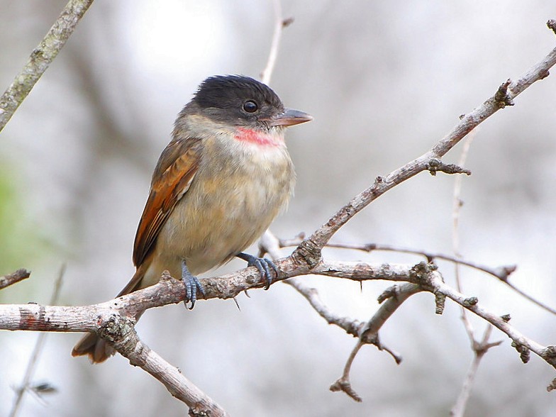 Rose-throated Becard - eBird