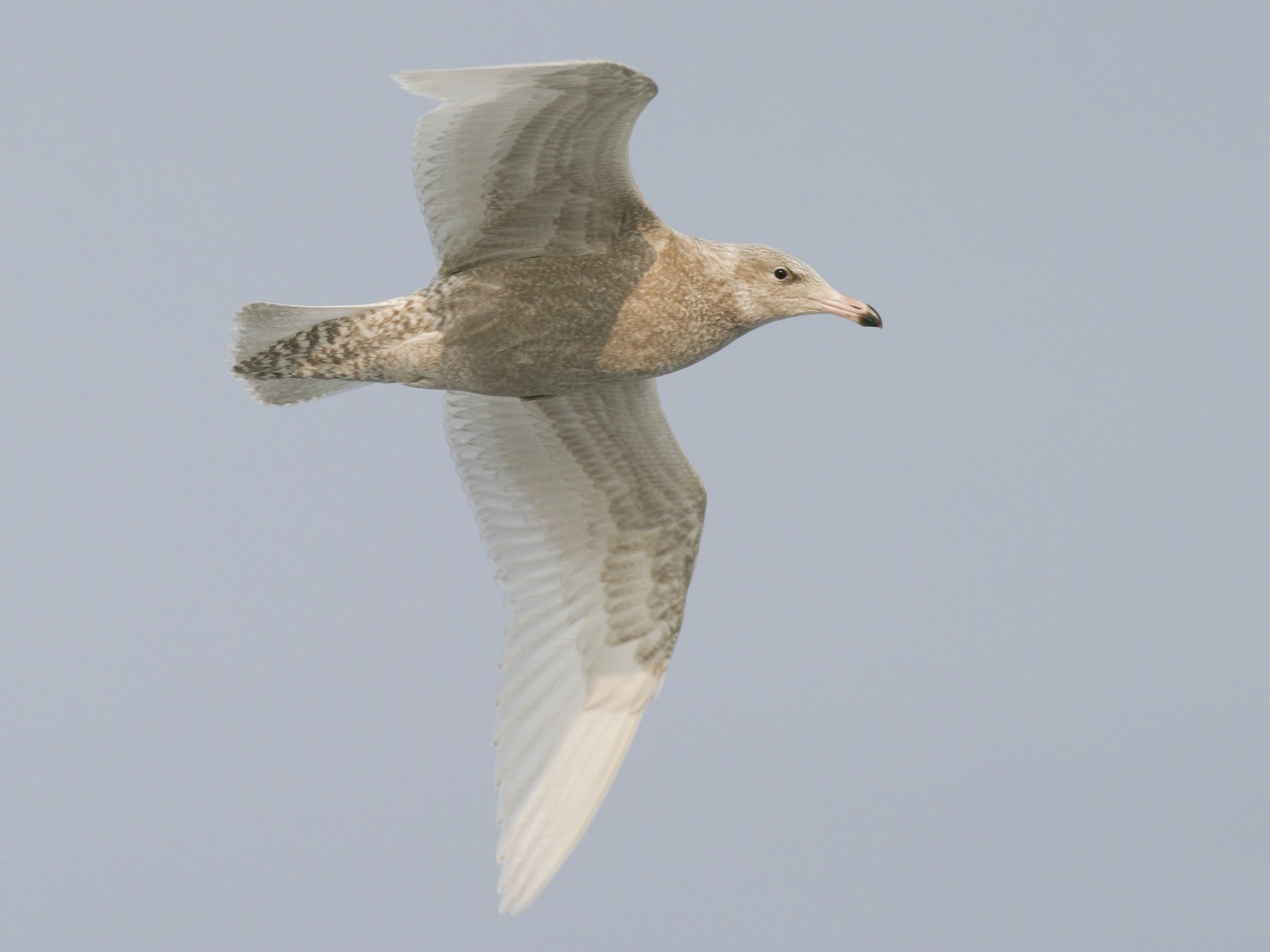Glaucous Gull - eBird