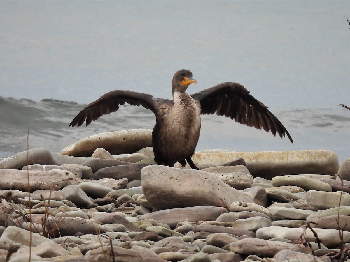 eBird Checklist - 6 Dec 2021 - Oakville--Bronte Harbour - 2 species