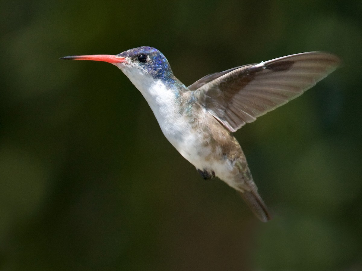 Violet-crowned Hummingbird - Ramosomyia violiceps - Birds of the World