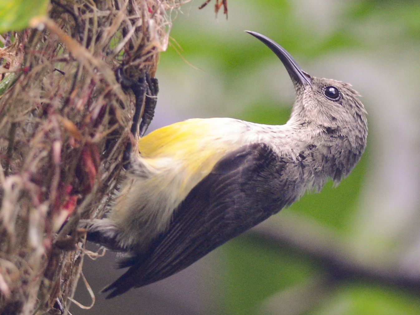 Souimanga de Mayotte - eBird