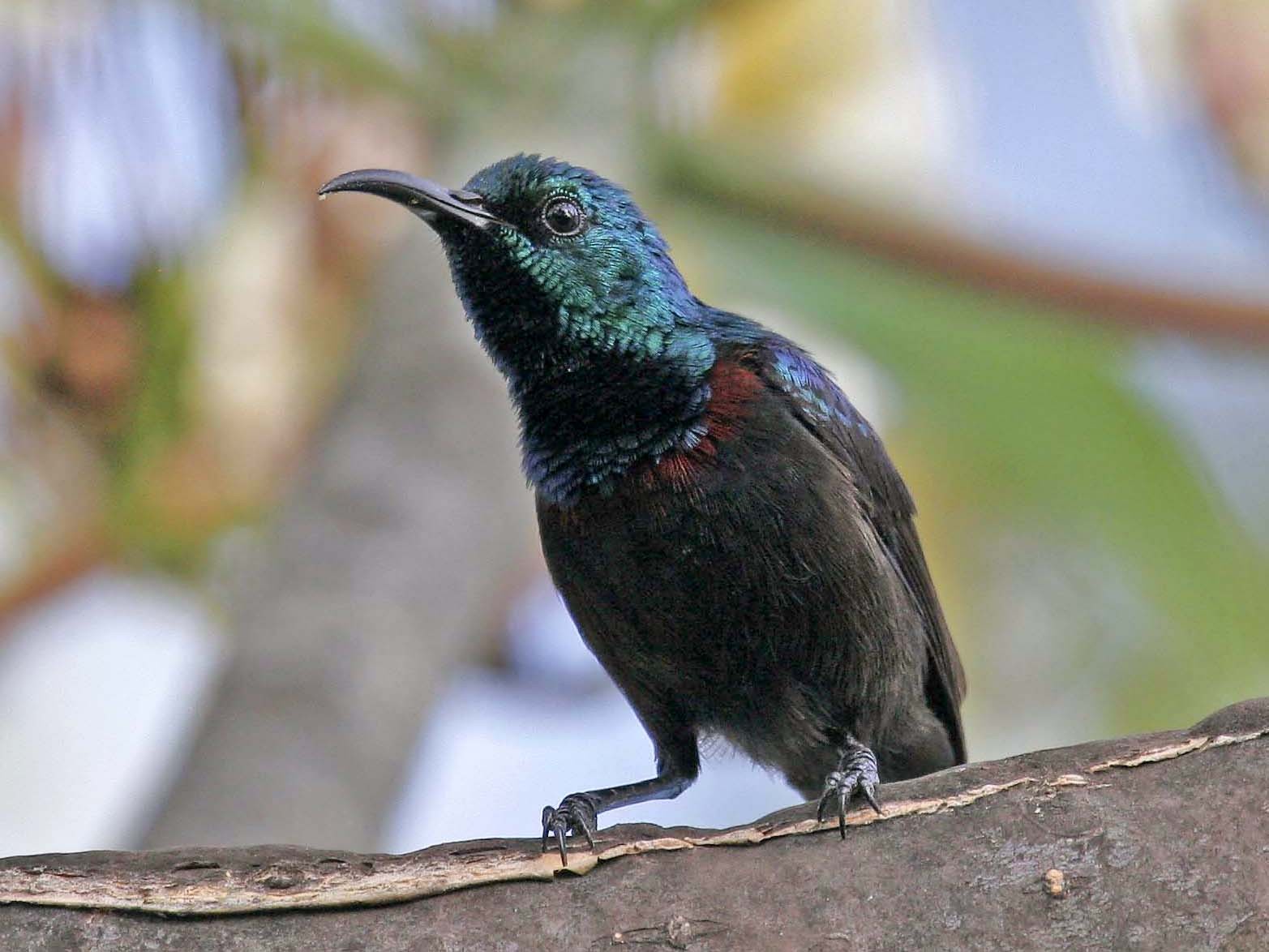 Anjouan Sunbird - eBird