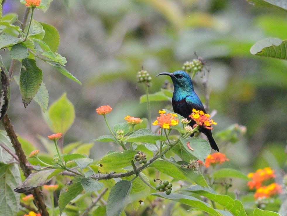 Anjouan Sunbird - eBird