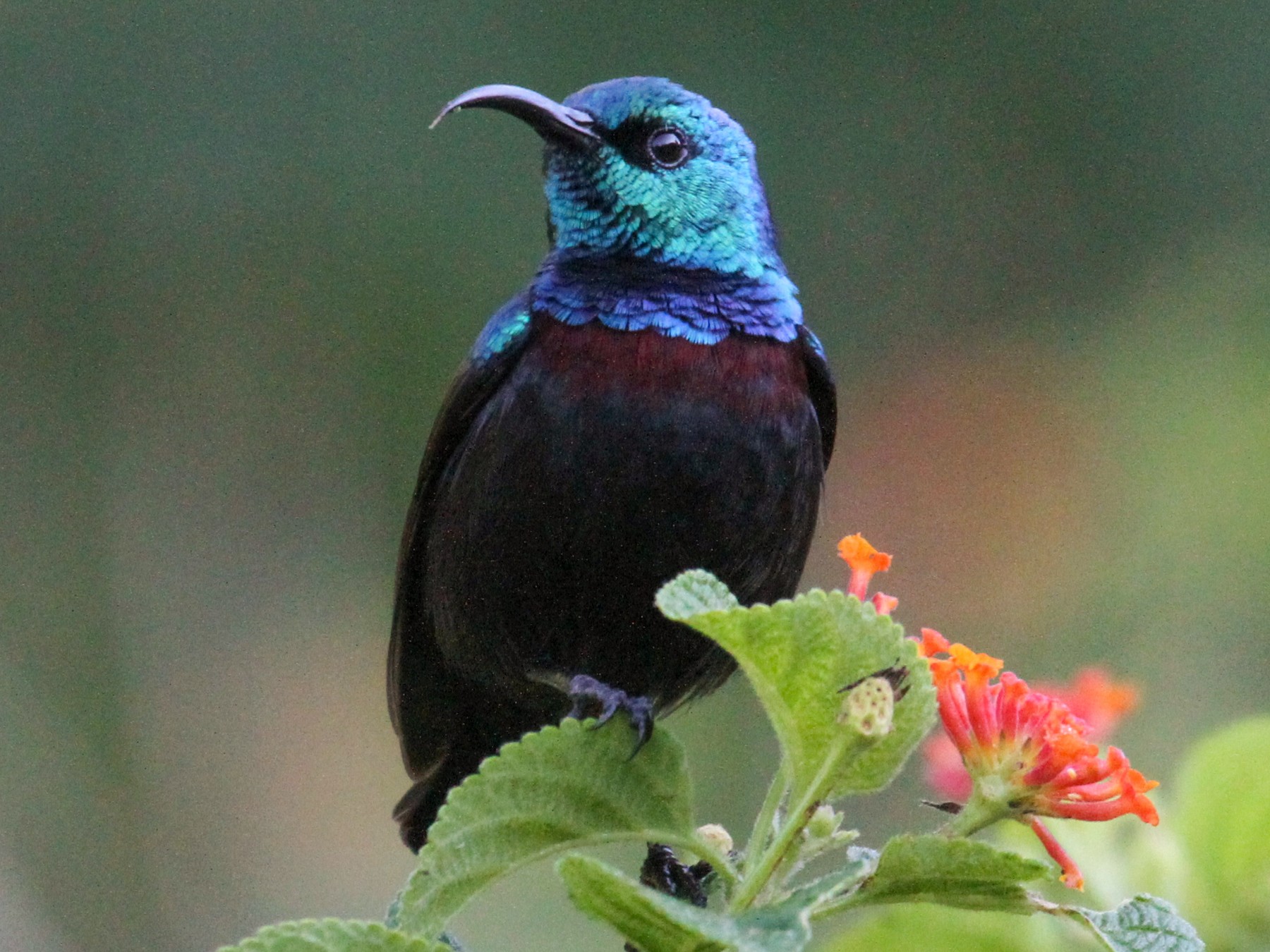 Anjouan Sunbird - eBird