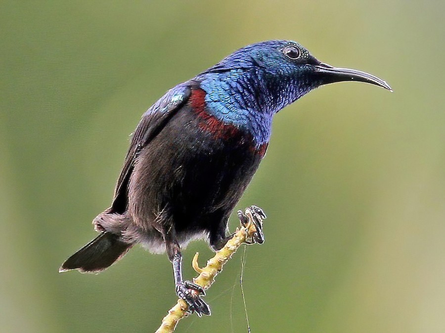 Suimanga de Anjuán - eBird