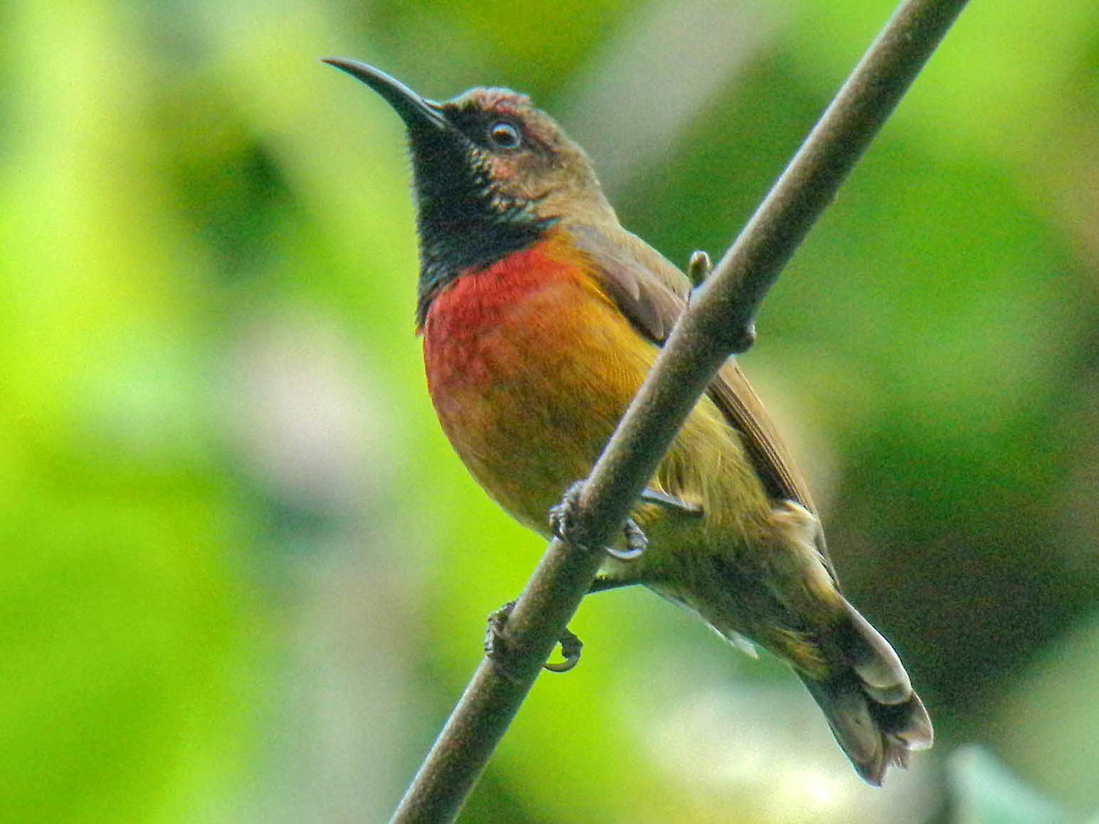 Humblot's Sunbird - eBird
