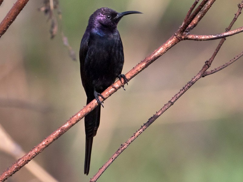 Bocage's Sunbird - eBird