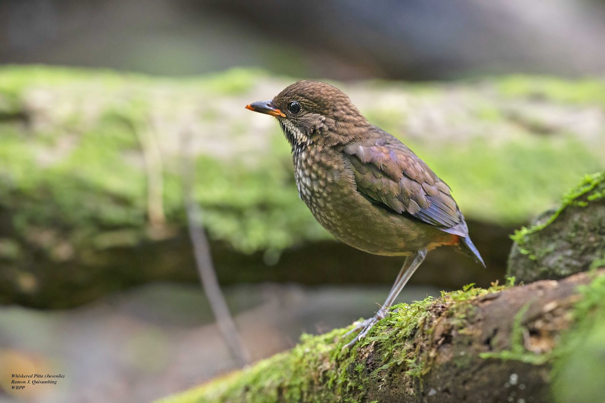 eBird Checklist - 20 Aug 2016 - Above Bangkong Kahoy Valley - 1 species