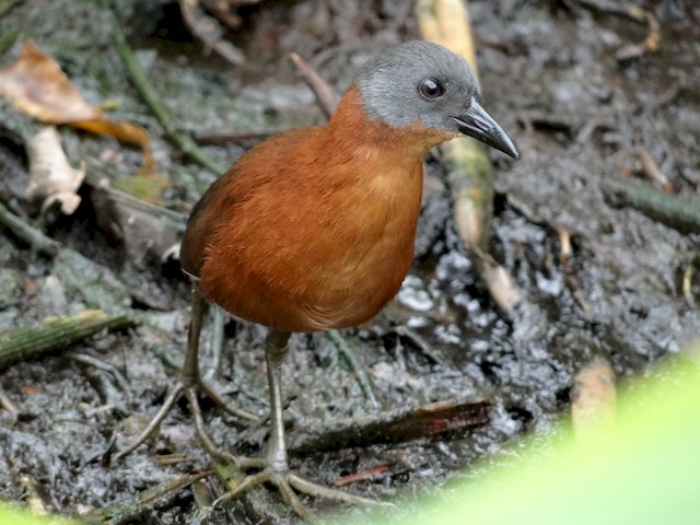 Photos - Ruddy Crake - Laterallus ruber - Birds of the World