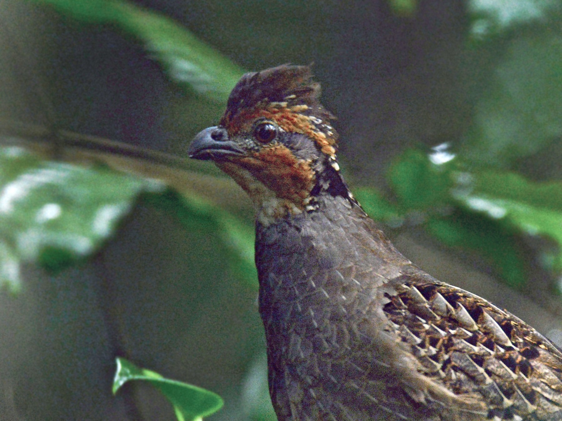 Singing Quail - eBird