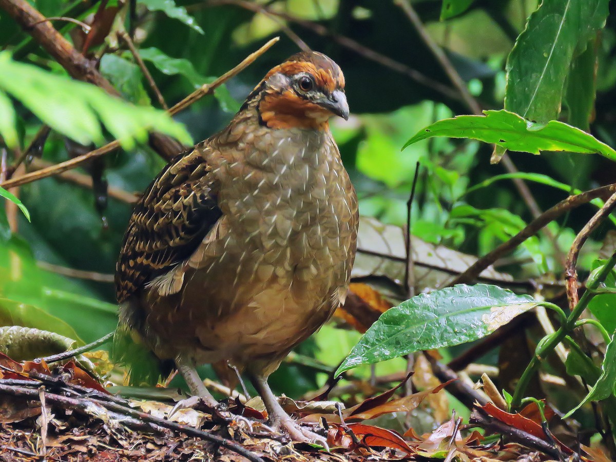 Singing Quail - Dactylortyx thoracicus - Birds of the World