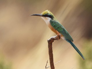 Somali Bee-eater - eBird