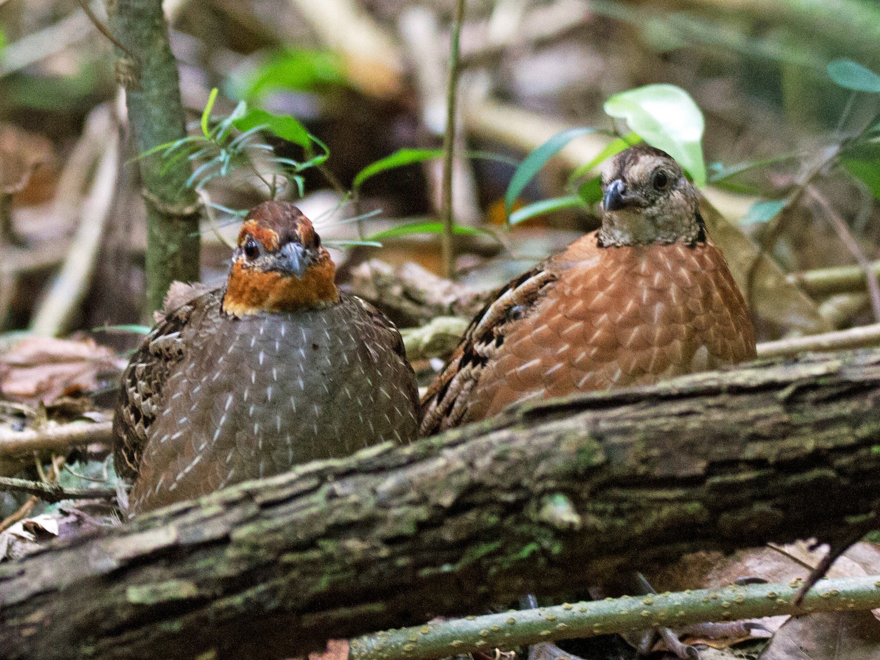 Singing Quail - eBird