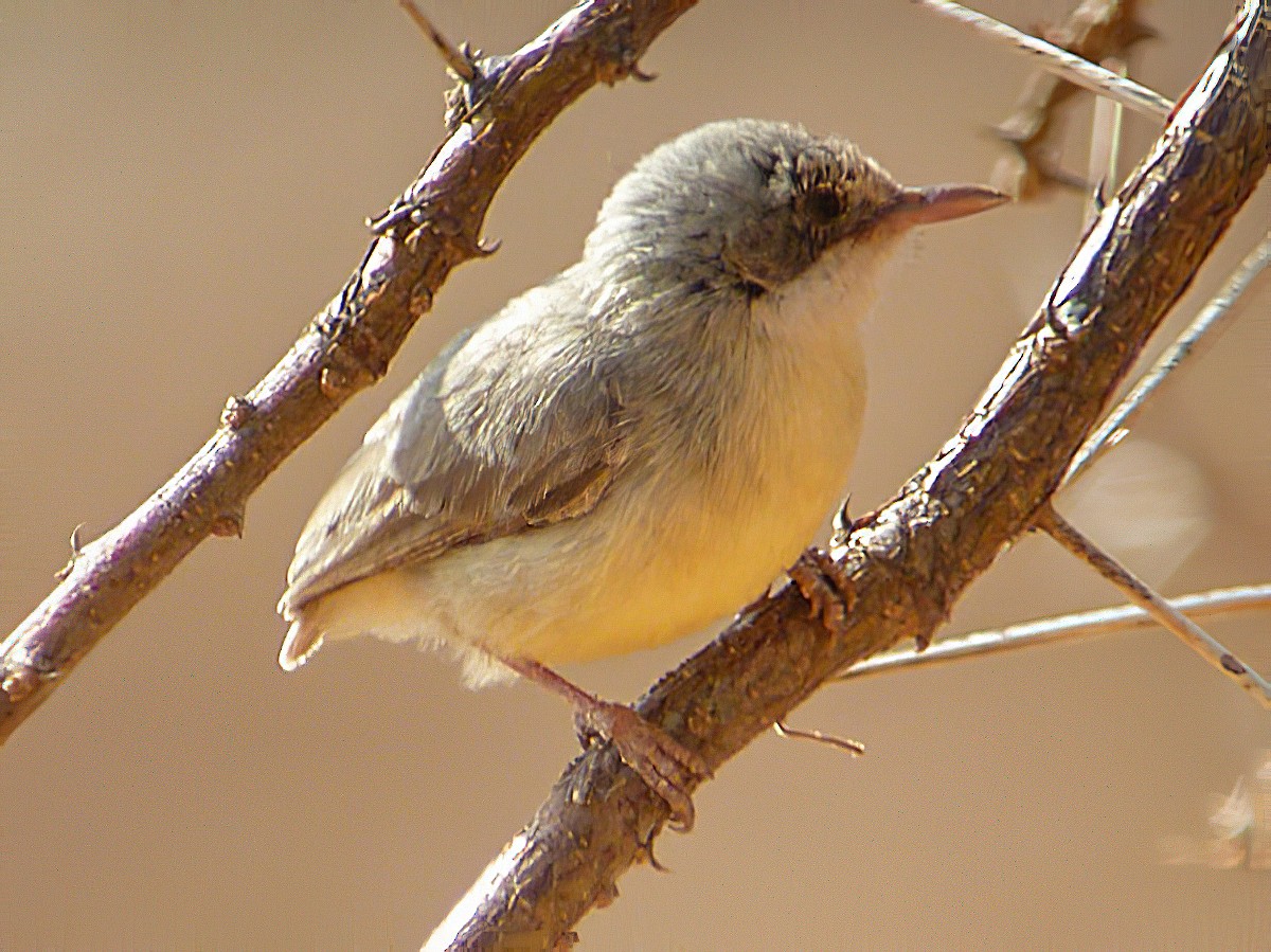 Philippa's Crombec - eBird