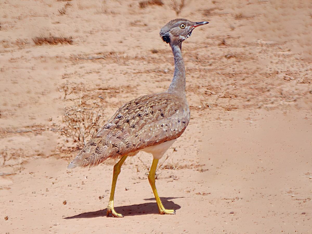 Little Brown Bustard - eBird