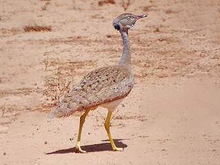 Little Brown Bustard - Eupodotis humilis - Birds of the World