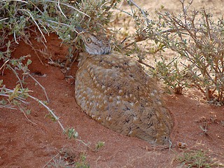 Little Brown Bustard - eBird