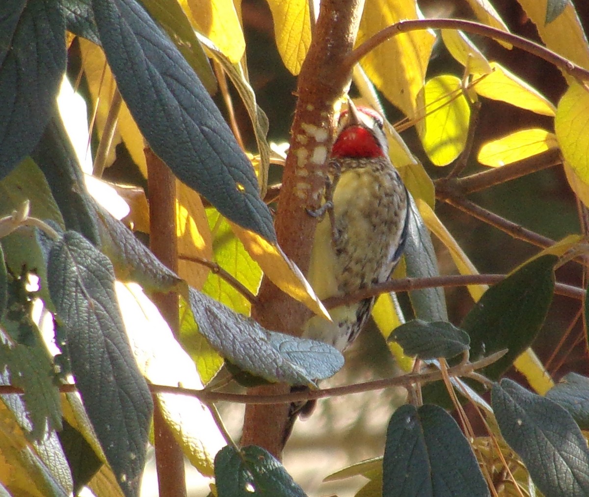 eBird Checklist - 7 Dec 2021 - Henry's place - 16 species