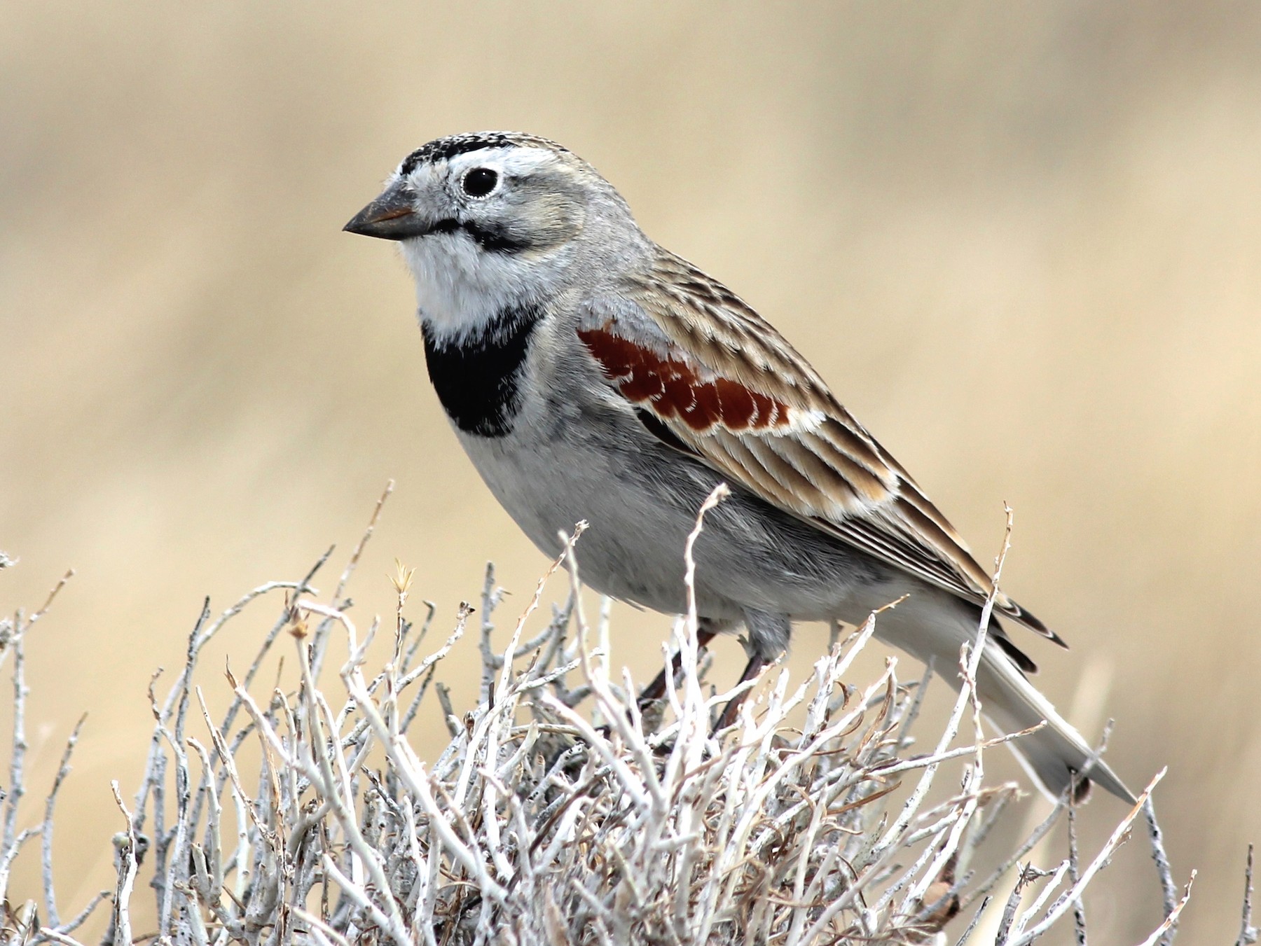 Thick-billed Longspur - eBird