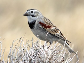 Thick-billed Longspur - eBird