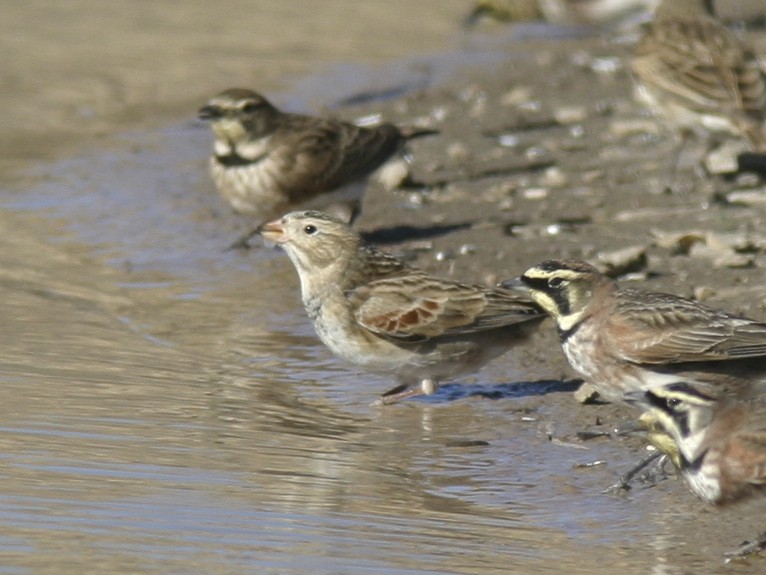 Thick-billed Longspur - eBird