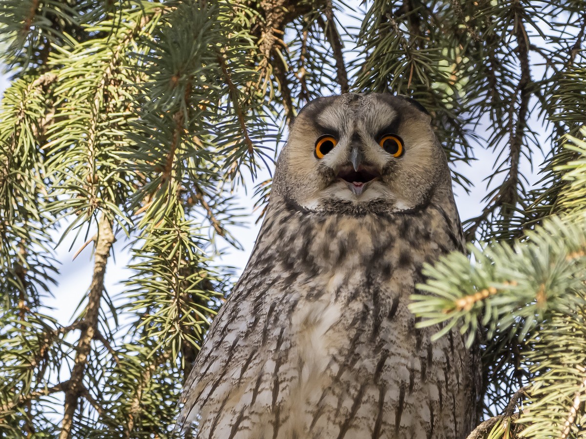 eBird Checklist - 4 Dec 2021 - Trg srpskih dobrovoljaca (with Long ...