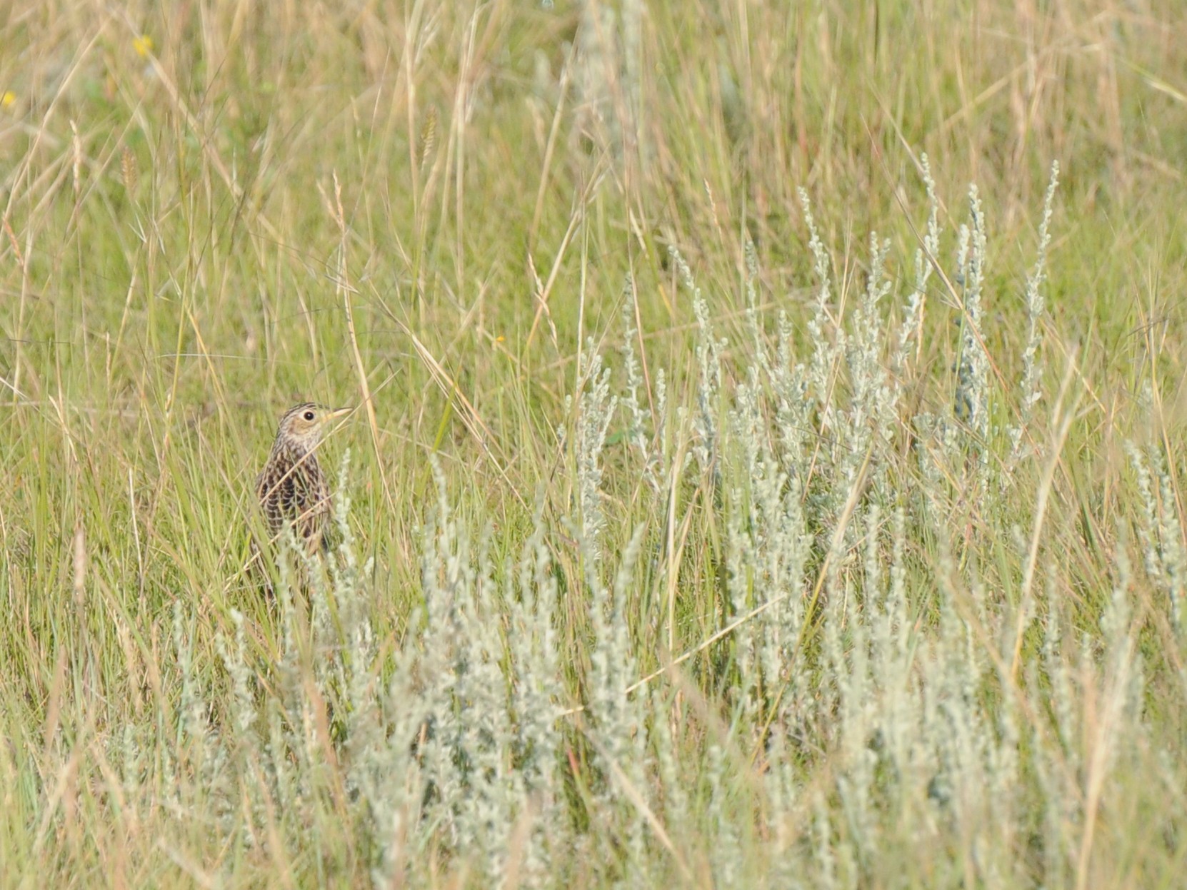 Sprague's Pipit - eBird