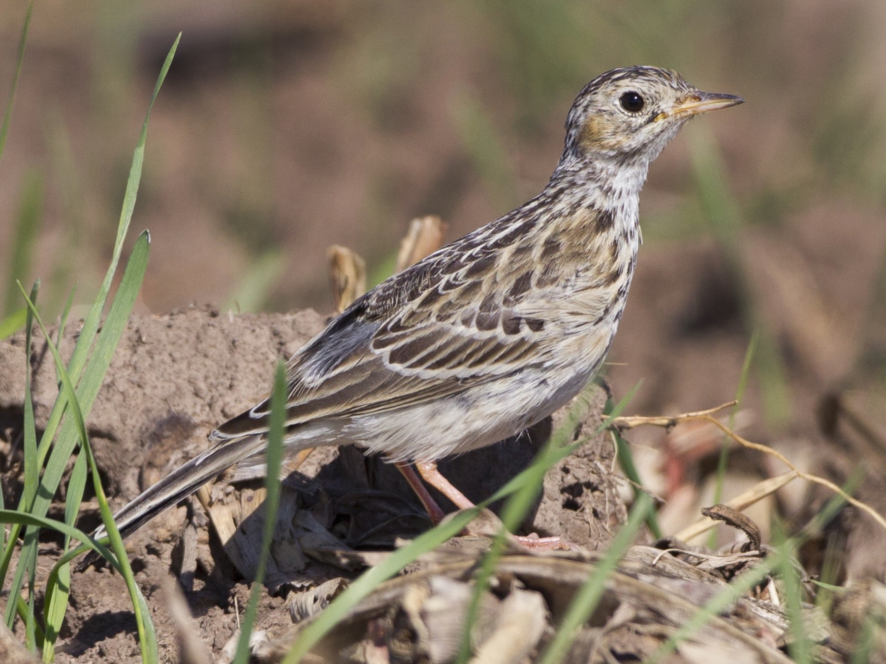 Sprague's Pipit - eBird